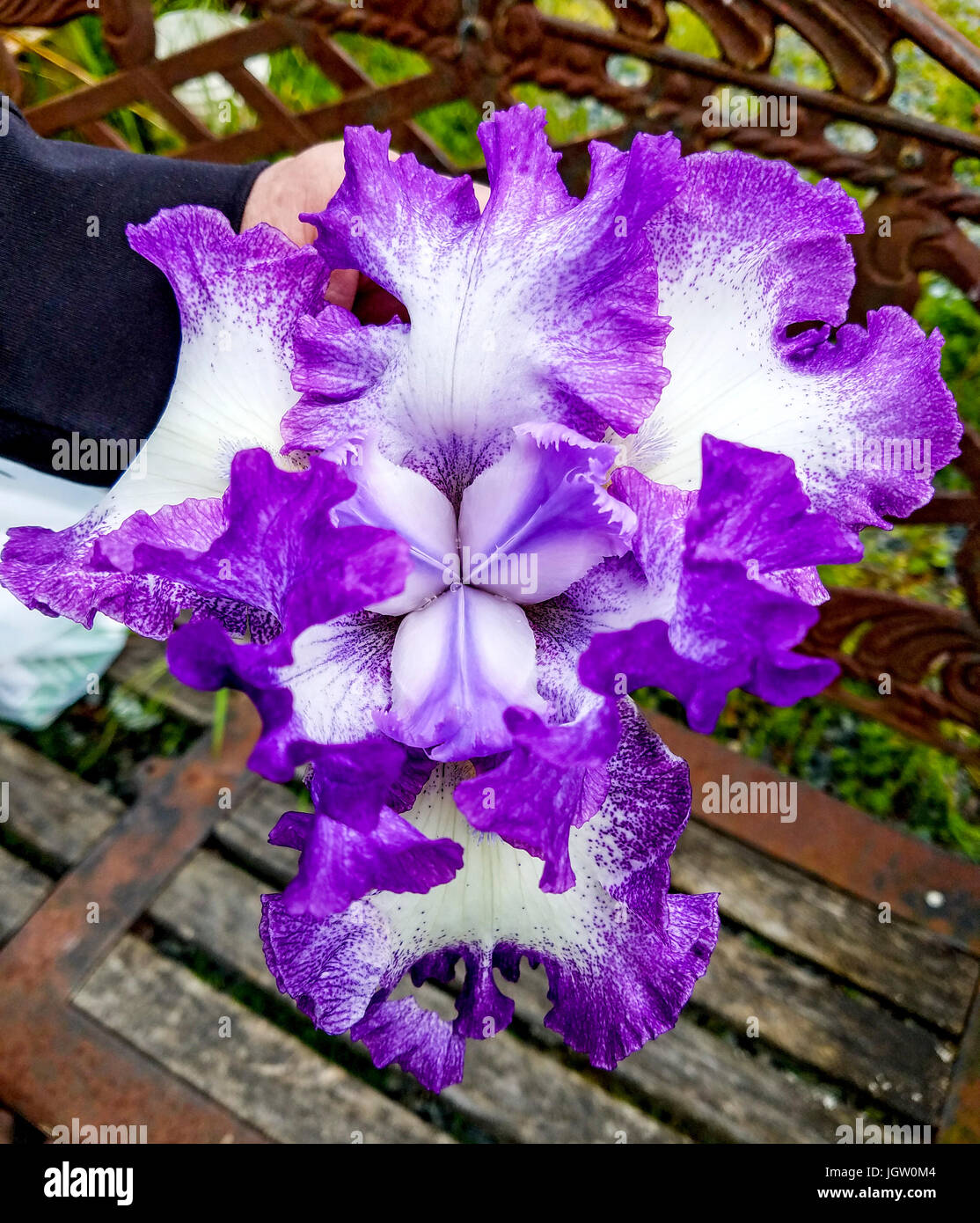 Bearded iris bloom Stock Photo - Alamy