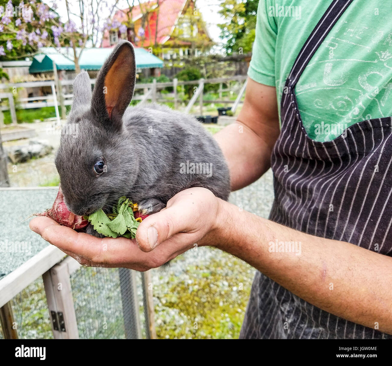 Farmer and chef Mitchell Morse, owner of Fickle Fig Farm outside ...