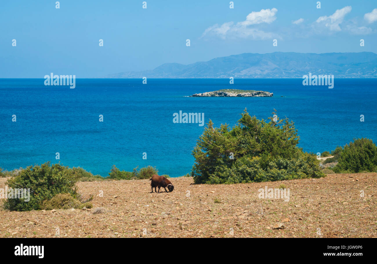cyprus wildlife in Akamas national park Stock Photo - Alamy