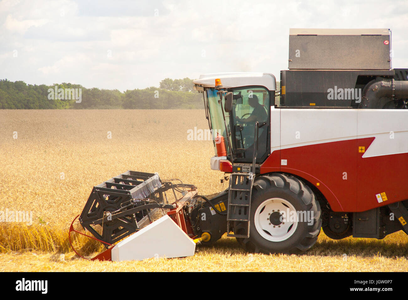 Combine machine is harvesting oats on farm field. combine harvester ...