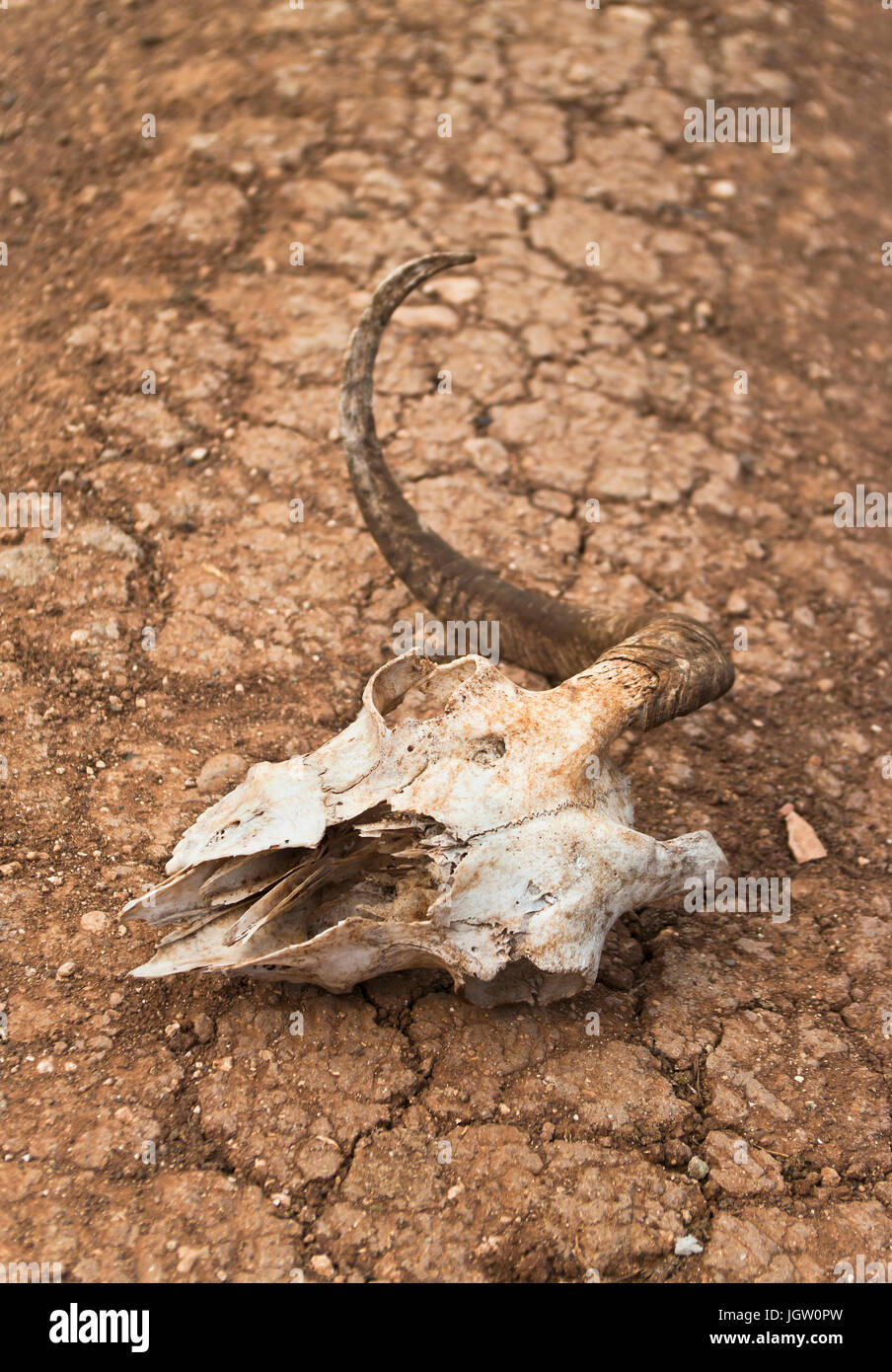 Goat skull hi-res stock photography and images - Alamy