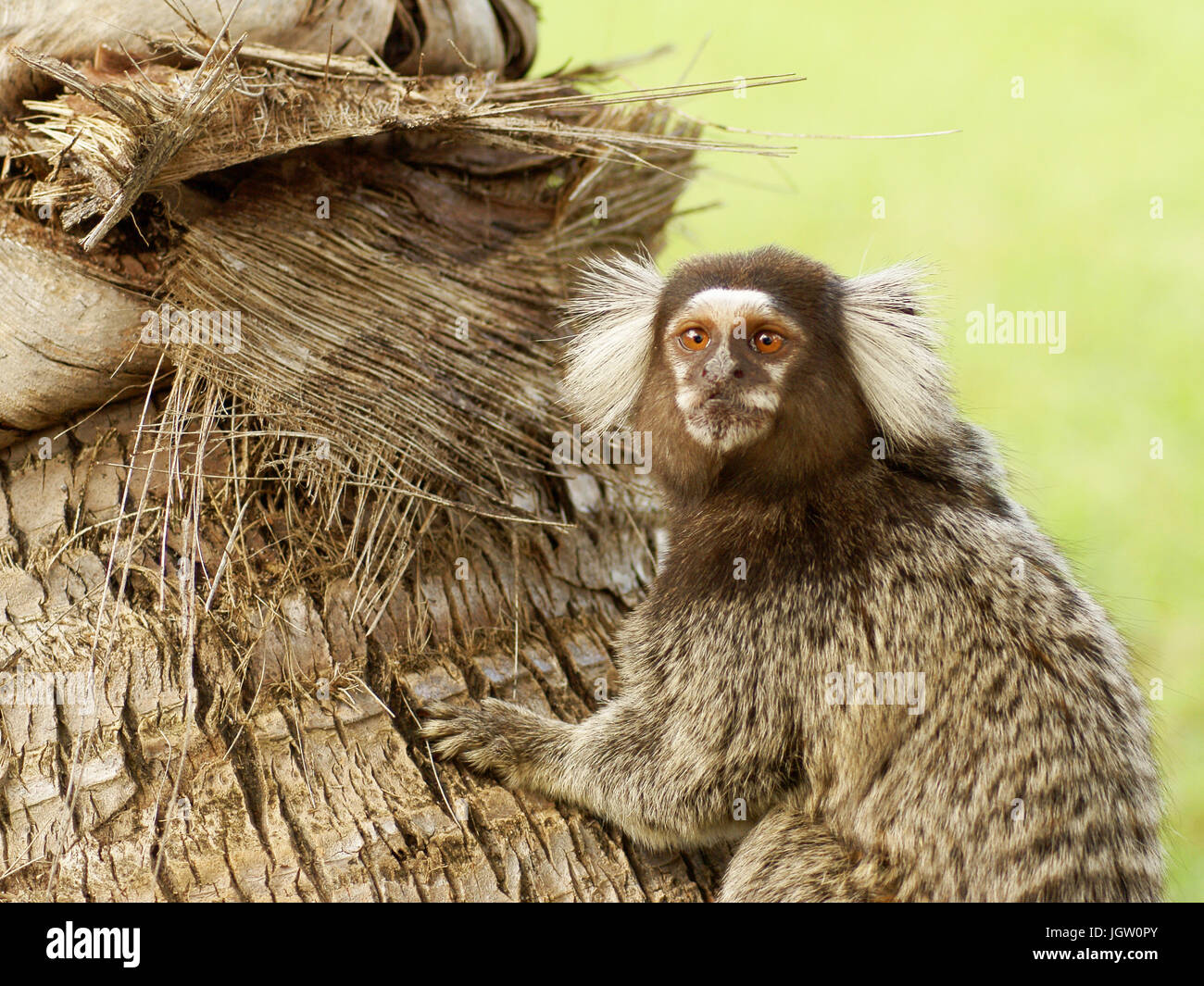 Sagui hi-res stock photography and images - Alamy