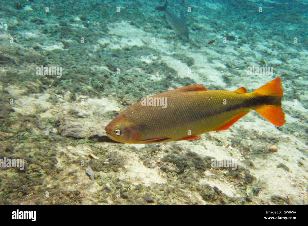 Piraputanga brycon hilarii hi-res stock photography and images - Alamy