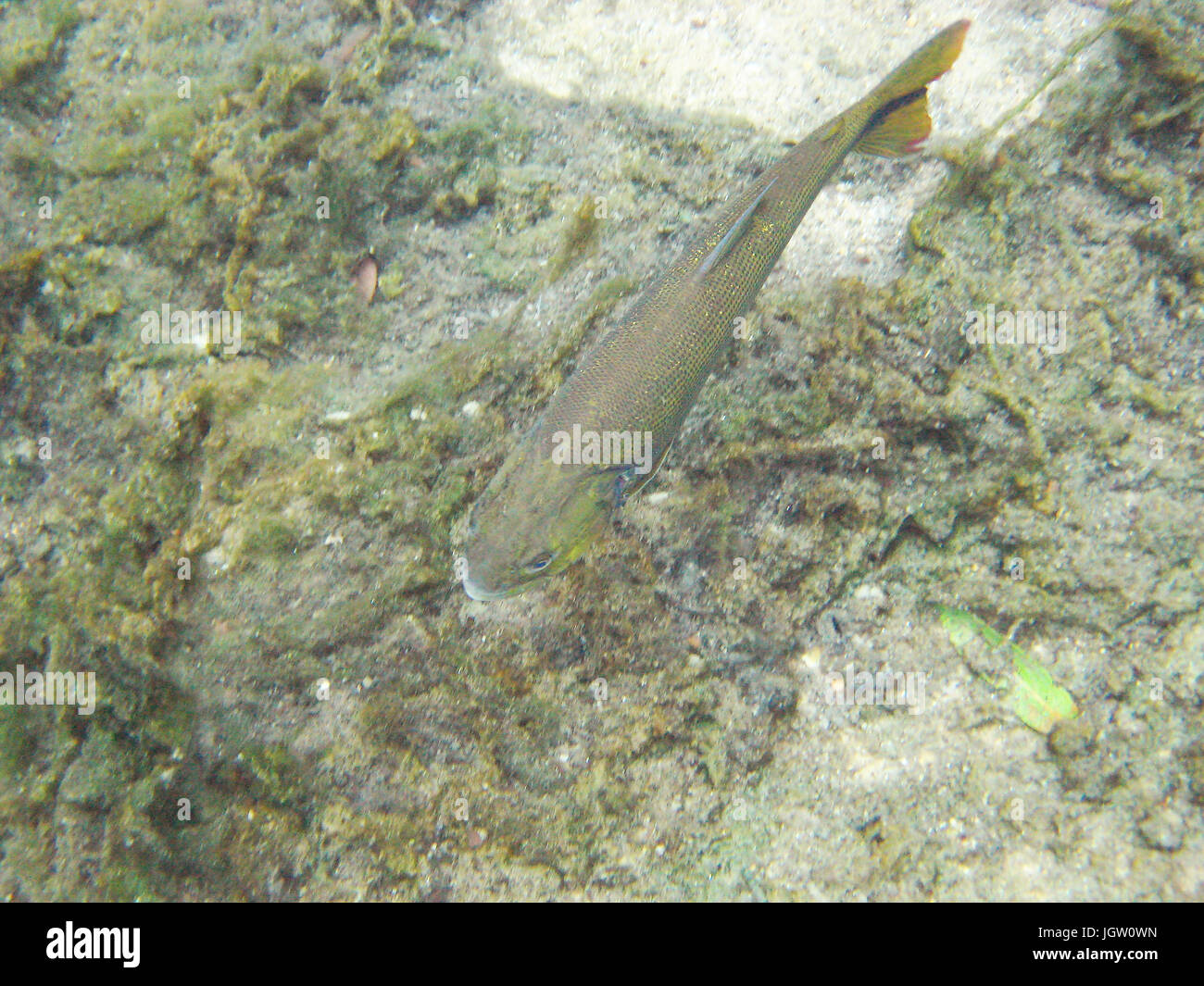 Fish, Dourado, Salminus brasiliensis, Bonito, Mato Grosso do Sul ...