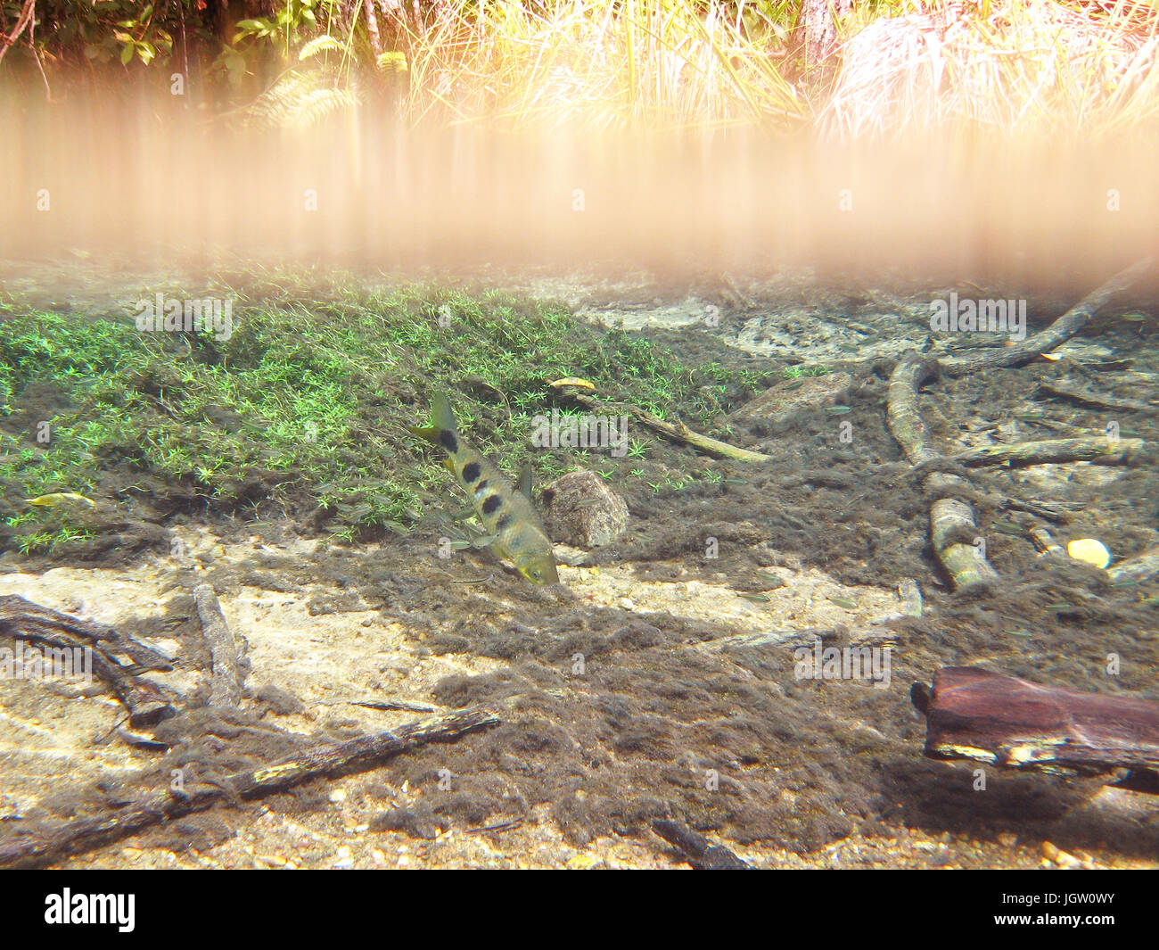 Fish, Piava, Leporinus elongatus, Bonito, Mato Grosso do Sul, Brazil ...