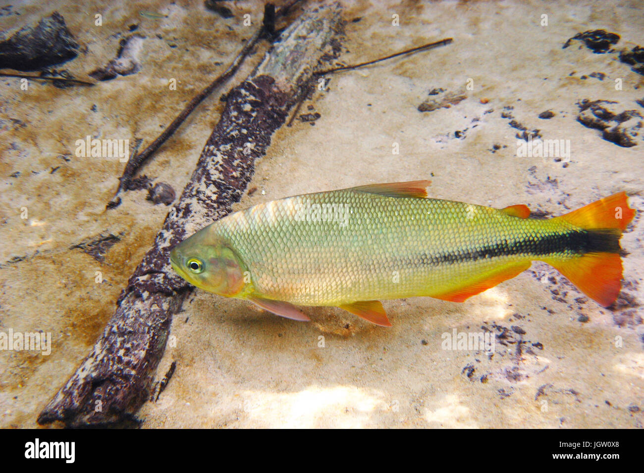 Fish, Piraputanga, Brycon hilarii, Bonito, Mato Grosso do Sul, Brazil Stock Photo - Alamy