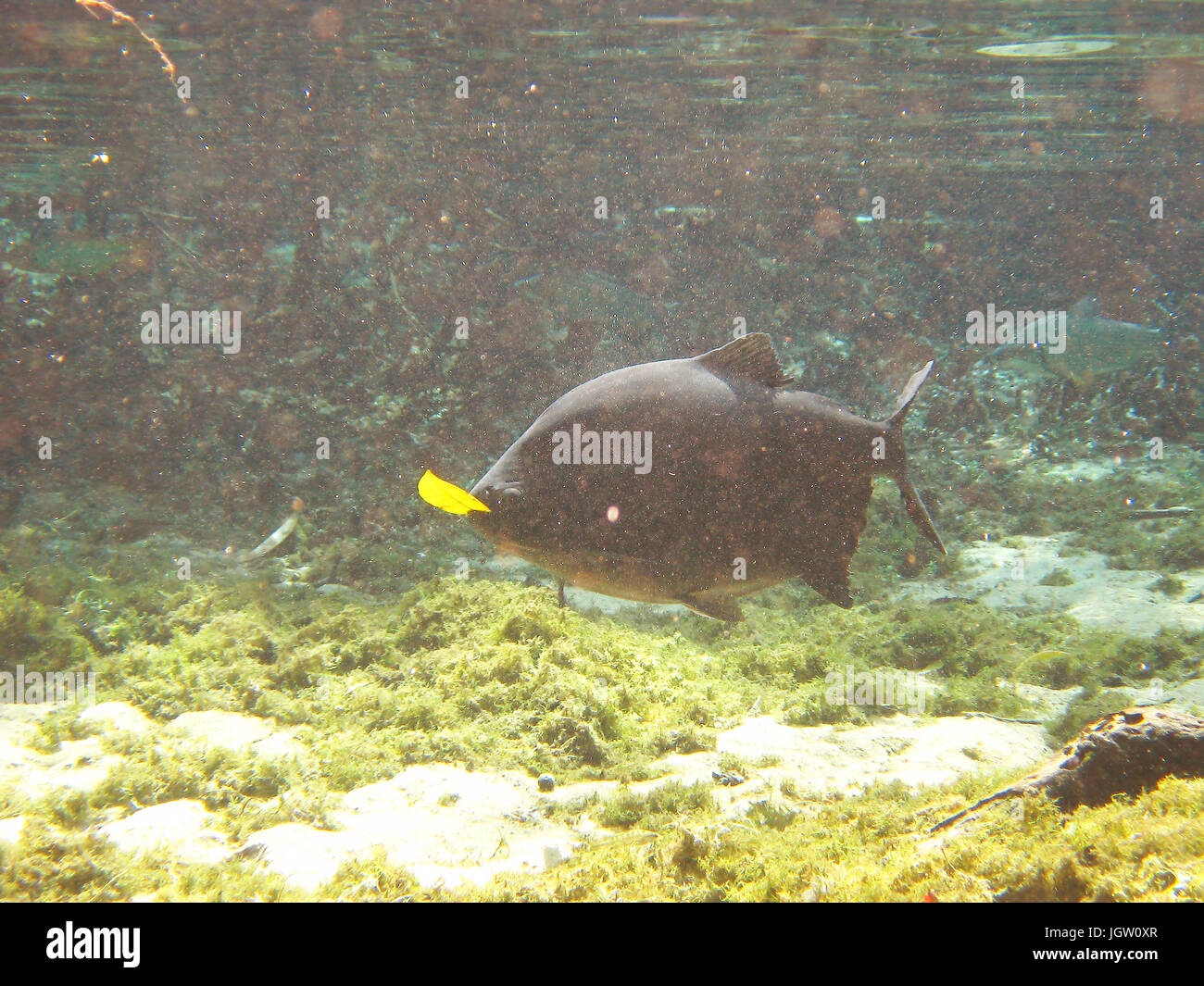 Pacu fish hi-res stock photography and images - Alamy