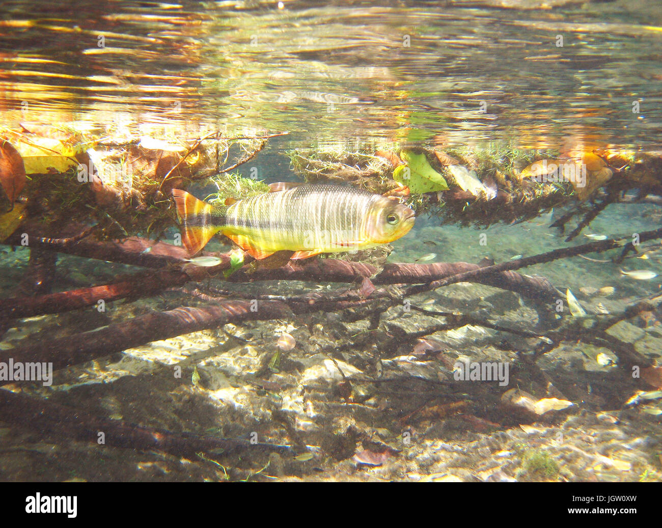Fish, Piraputanga, Brycon hilarii, Bonito, Mato Grosso do Sul, Brazil ...