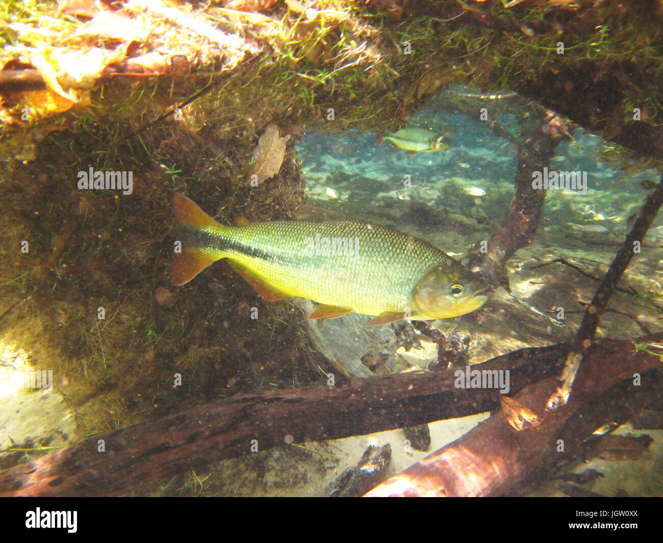 Fish, Piraputanga, Brycon hilarii, Bonito, Mato Grosso do Sul, Brazil ...