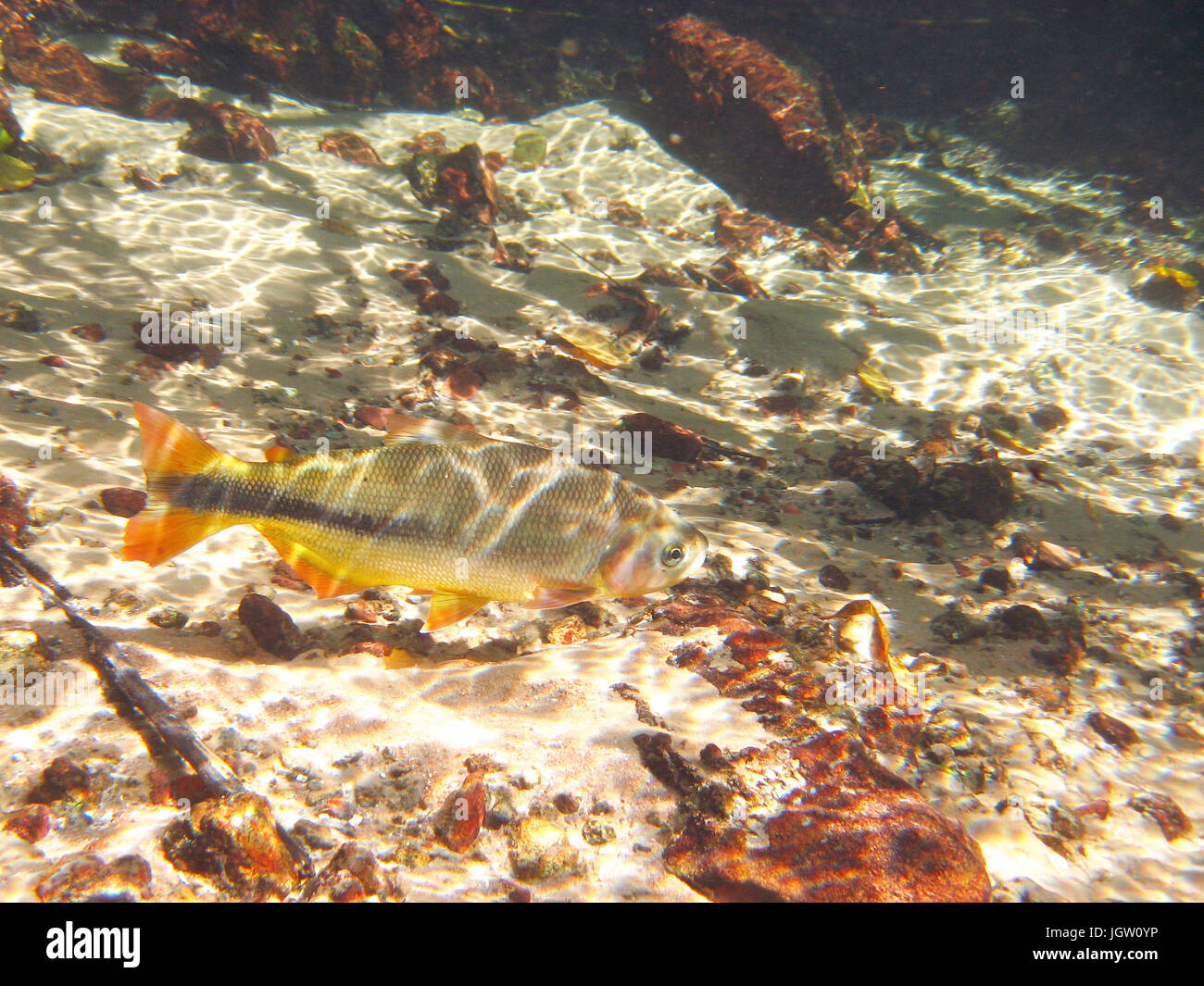 Fish, Piraputanga, Brycon hilarii, Bonito, Mato Grosso do Sul, Brazil ...