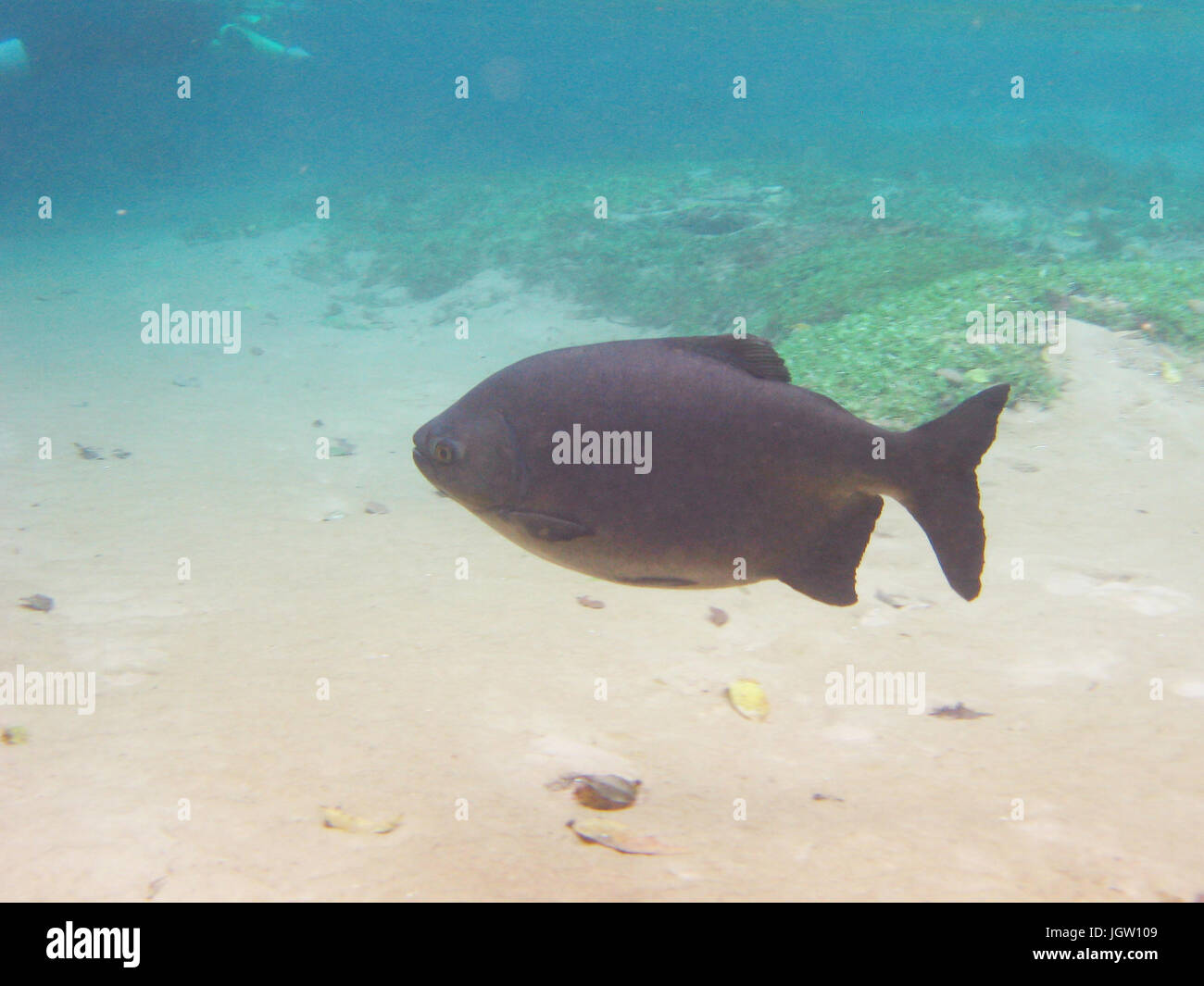 Pacu fish piaractus mesopotamicus hi-res stock photography and images ...