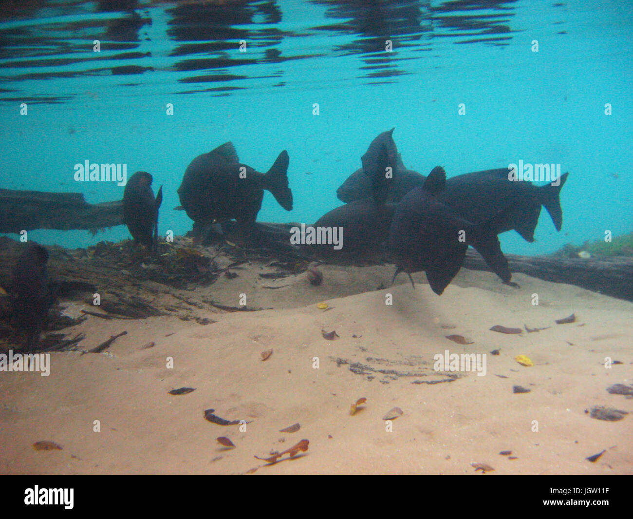 Fish, Pacu, Piaractus mesopotamicus, Bonito, Mato Grosso do Sul, Brazil ...
