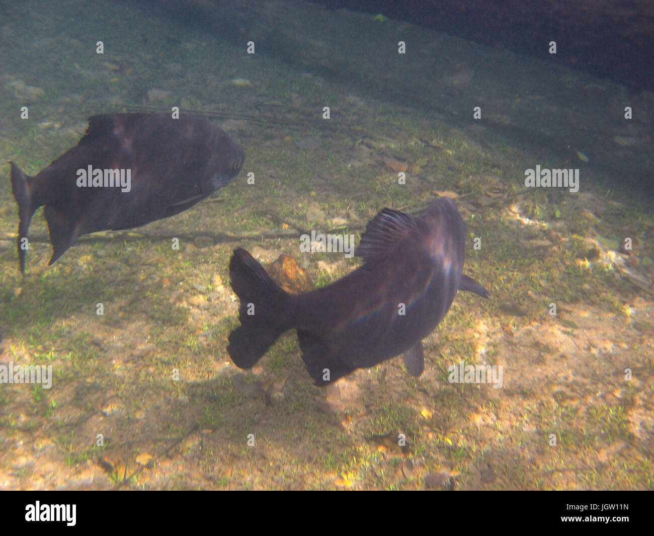 Pacus fish hi-res stock photography and images - Alamy