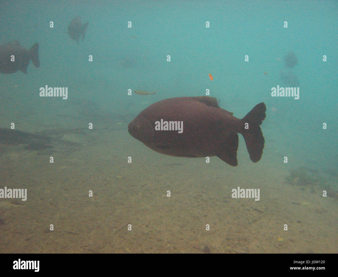 Fish, Pacu, Piaractus mesopotamicus, Bonito, Mato Grosso do Sul, Brazil ...