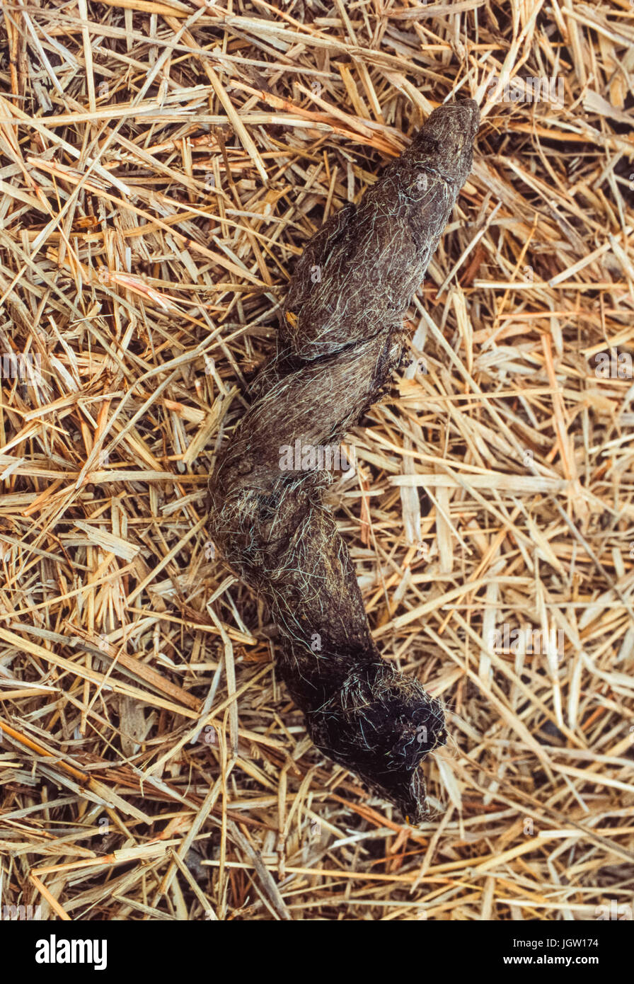 Indian Wolf, (Canis lupus indicus), faeces or scat, Velavadar National ...