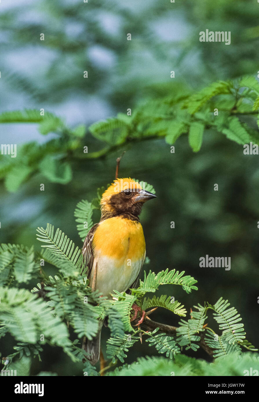 Baya weaverbird hi-res stock photography and images - Alamy