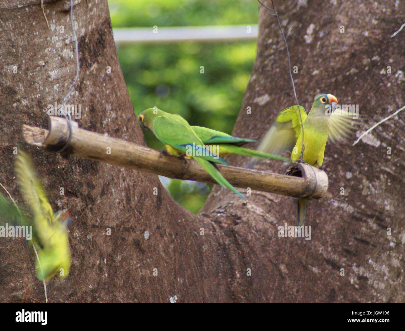 Ave, Parakeet, Cabeceira do Prata Farm, Rio da Prata, Bonito, Mato ...