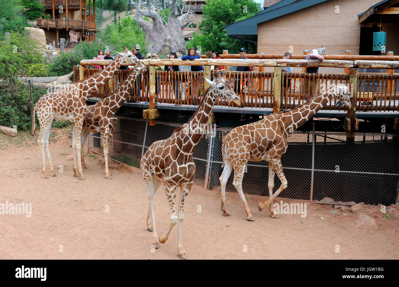 Cheyenne mountain zoo hi-res stock photography and images - Alamy