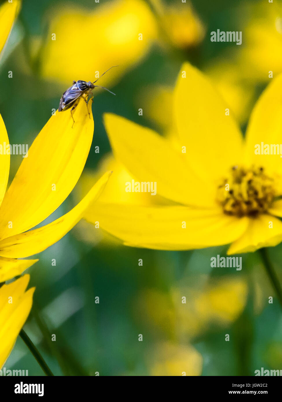 Insect stands hi-res stock photography and images - Alamy