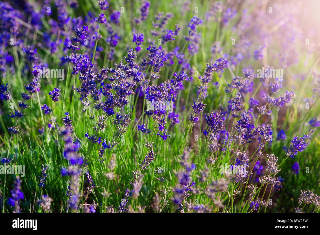 Beautiful image of lavender field over summer sunset landscape Stock ...