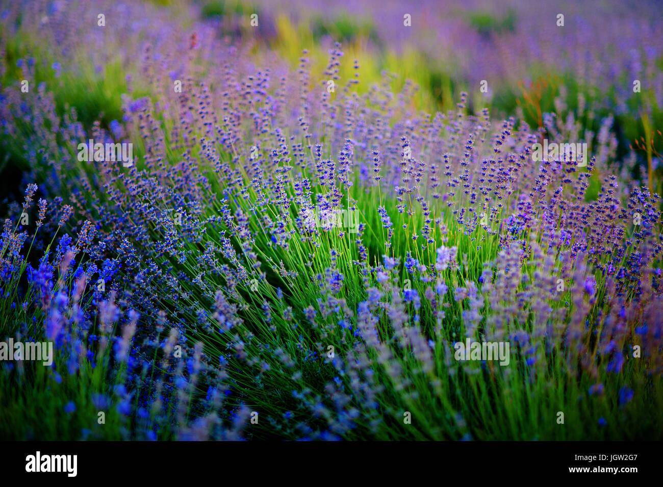 Beautiful image of lavender field over summer sunset landscape Stock ...