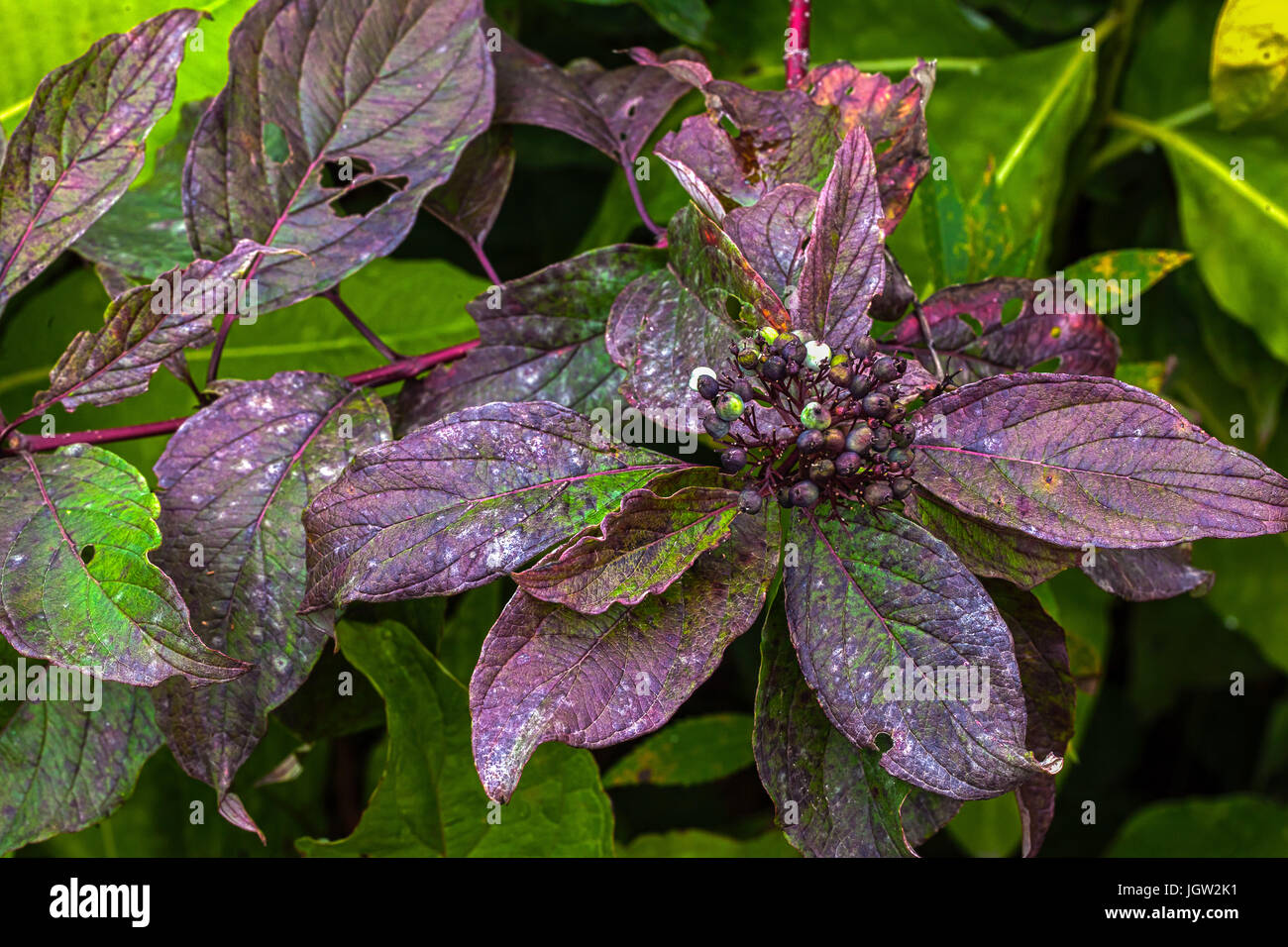 Purple fall plant hi-res stock photography and images - Alamy
