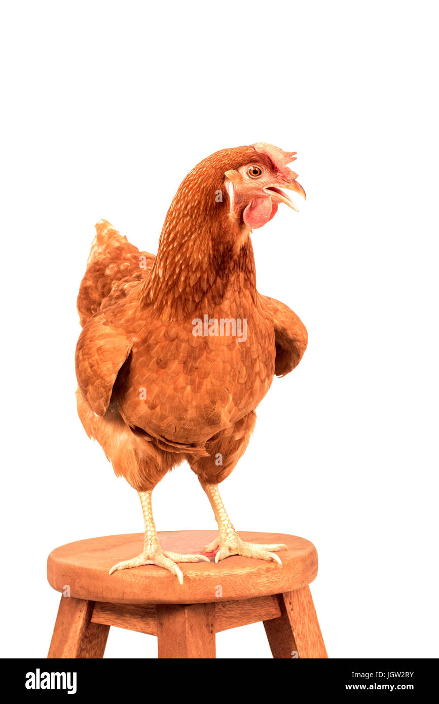 full body of brown chicken standing on wood desk isolated white ...