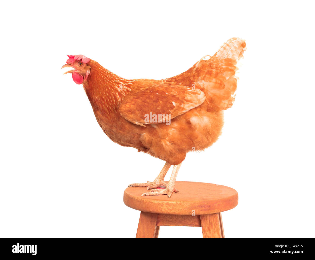 full body of brown chicken standing on wood desk isolated white ...