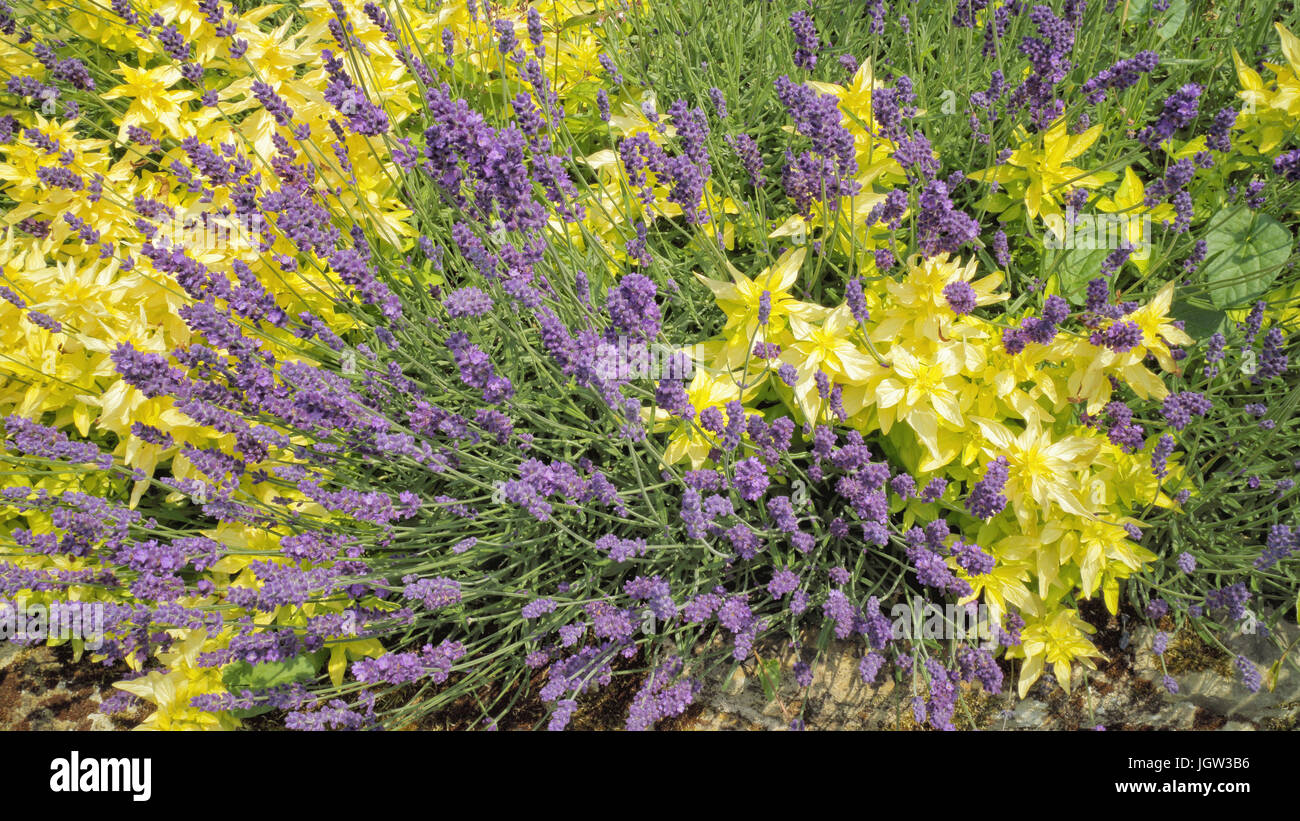 Bushy purple lavender flowers among yellow leaf plant in a rock garden ...