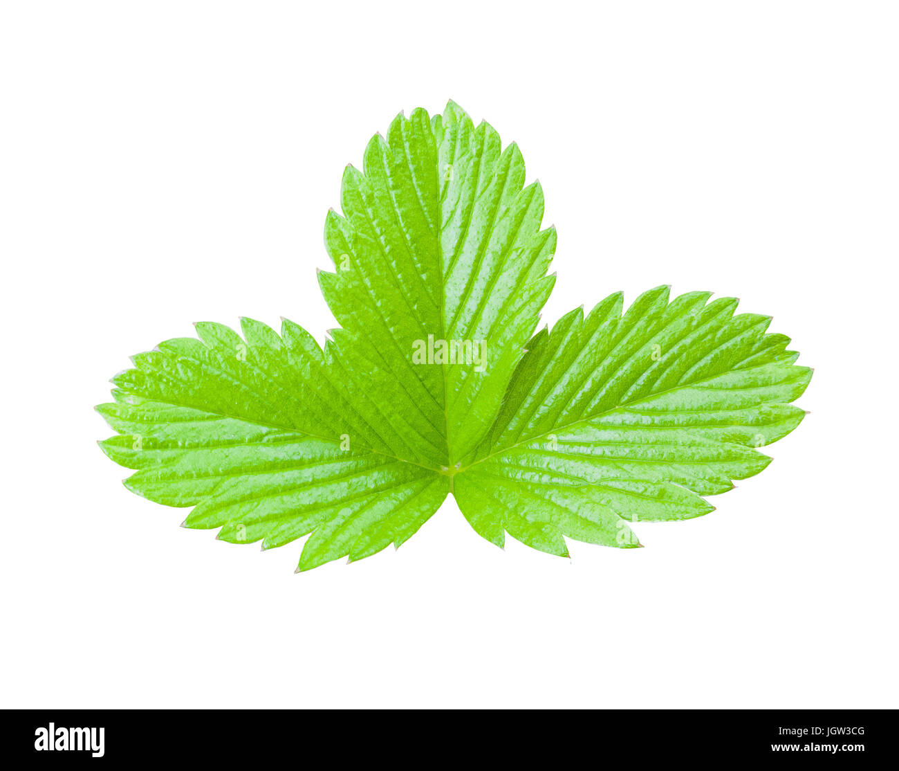 Strawberry green leaf isolated. Plant on white background Stock Photo ...