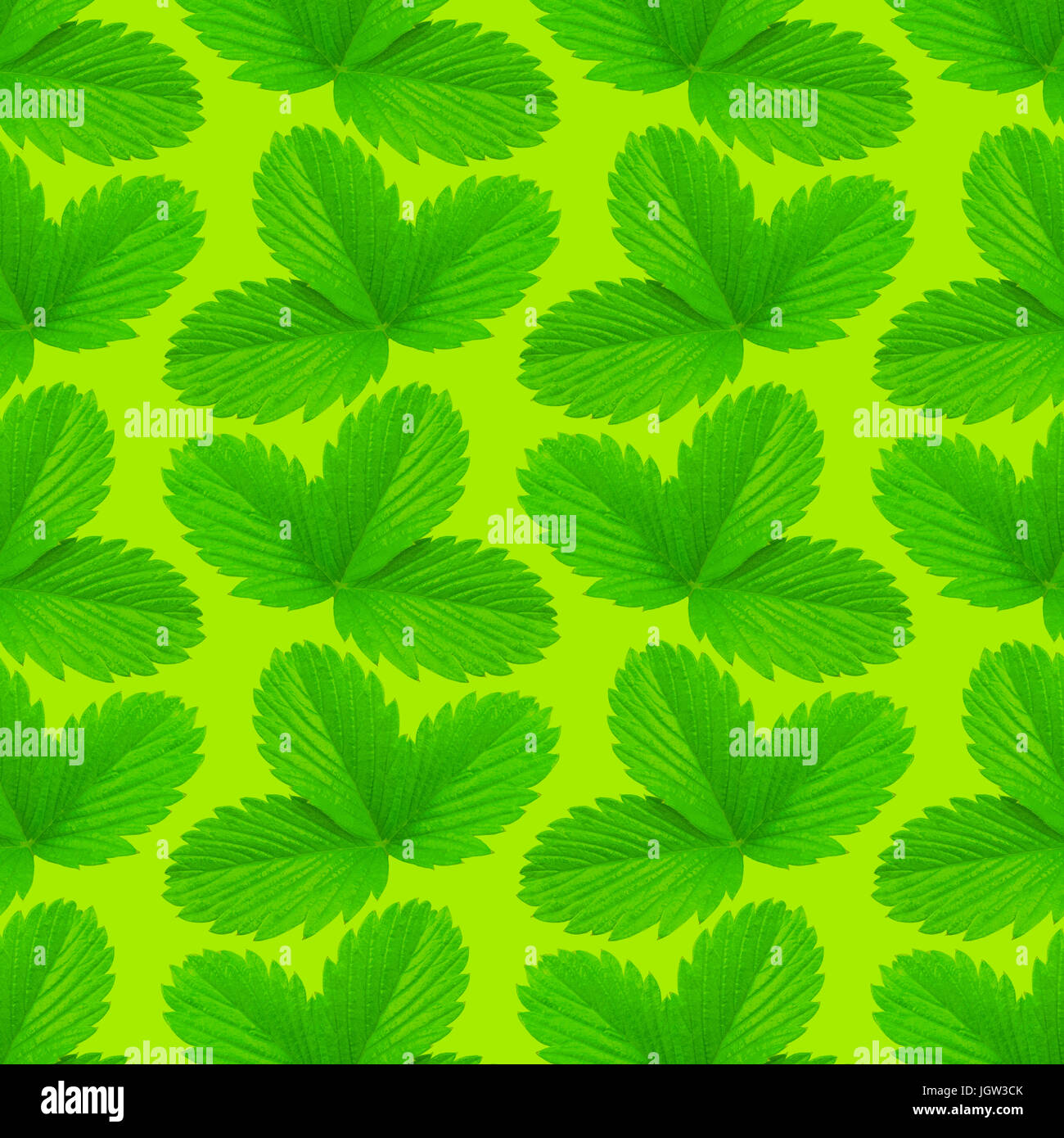 Strawberry leaf texture pattern. Plant ackground Stock Photo - Alamy