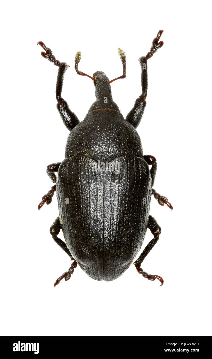 True Weevil Larinus on white Background - Larinus (Larinomesius ...
