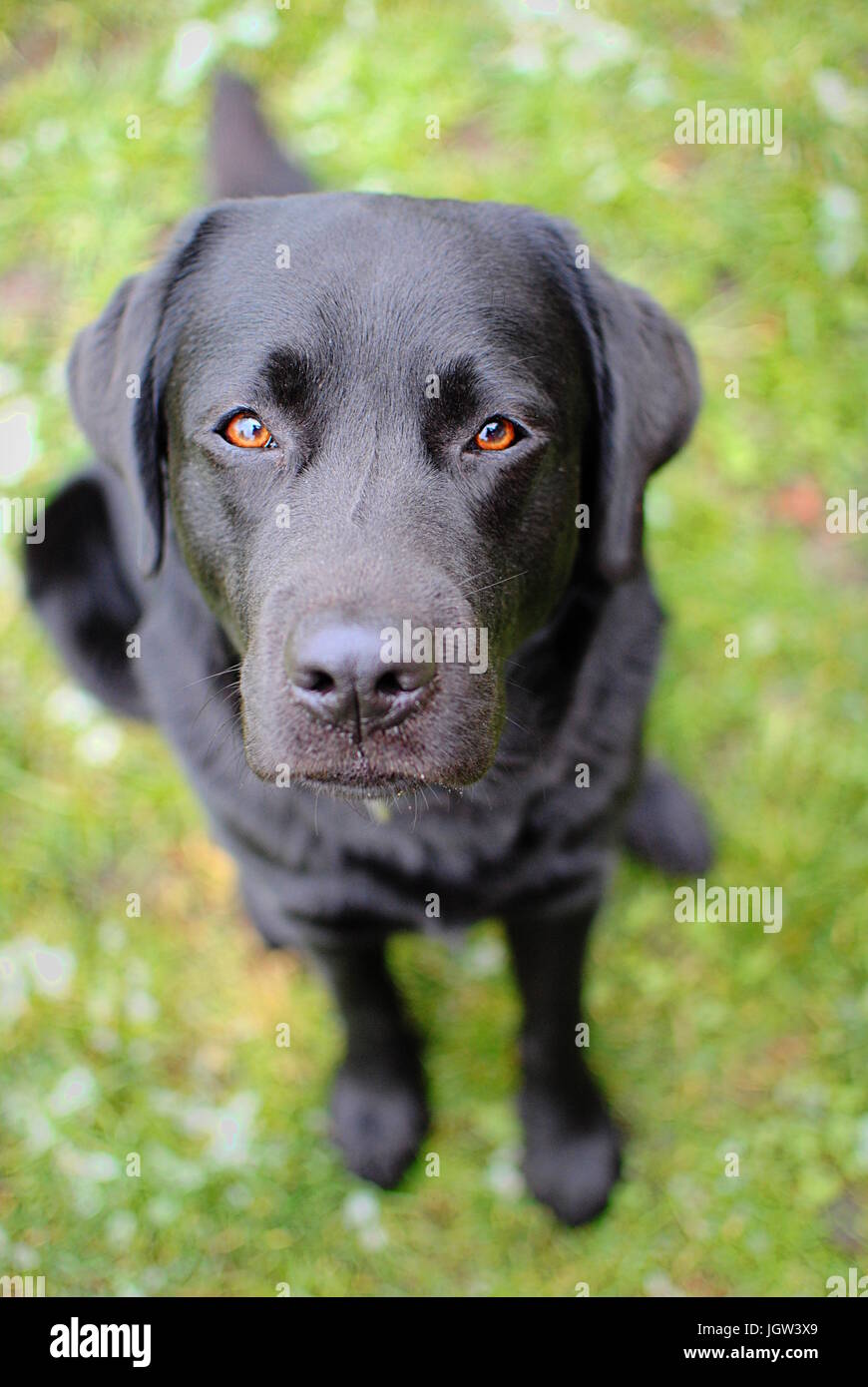 black labrador retriever portrait Stock Photo - Alamy