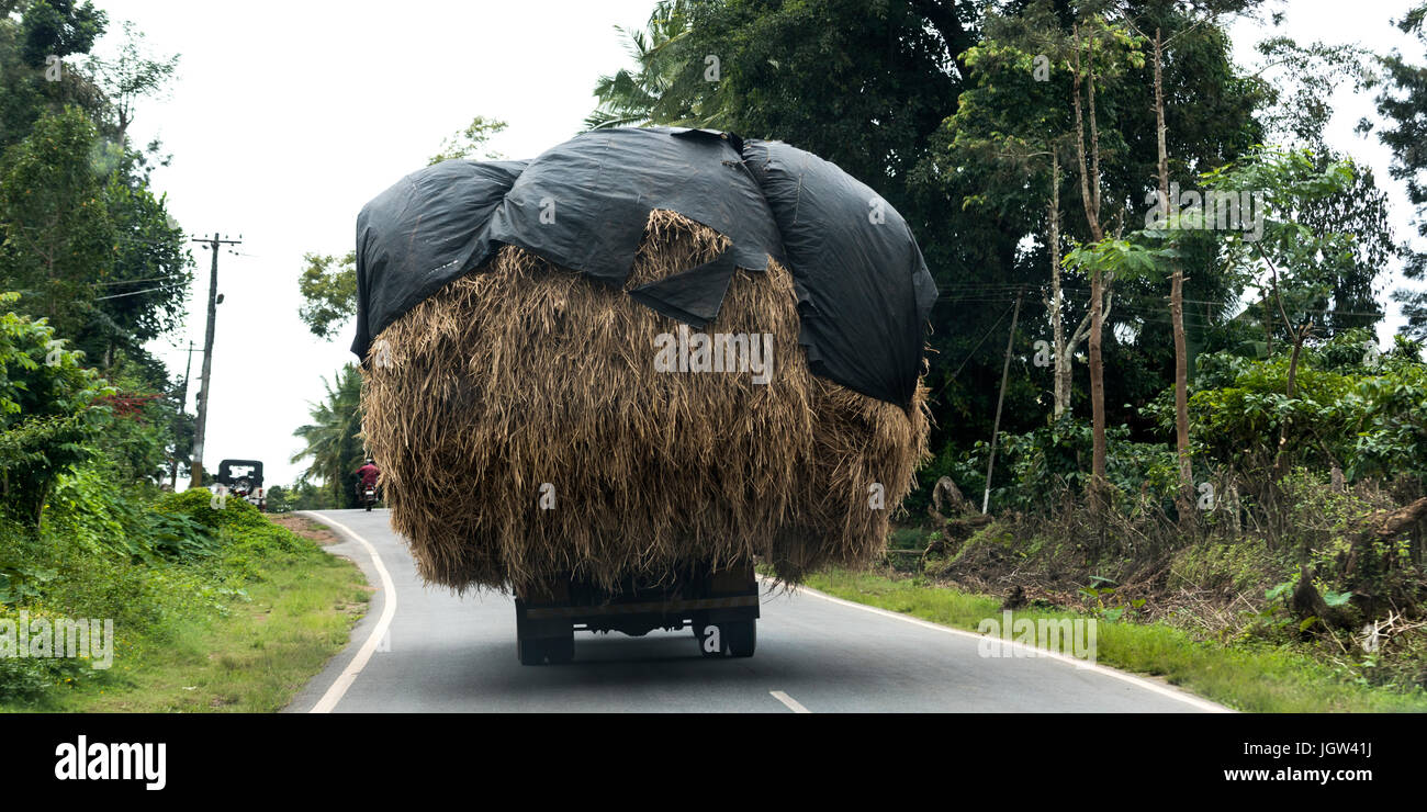 Fodder plants hi-res stock photography and images - Alamy