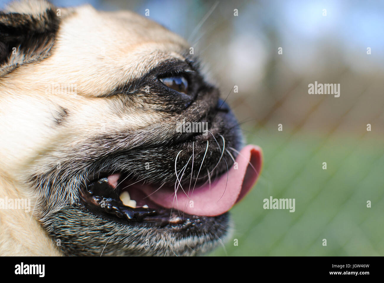 pug close up Stock Photo - Alamy