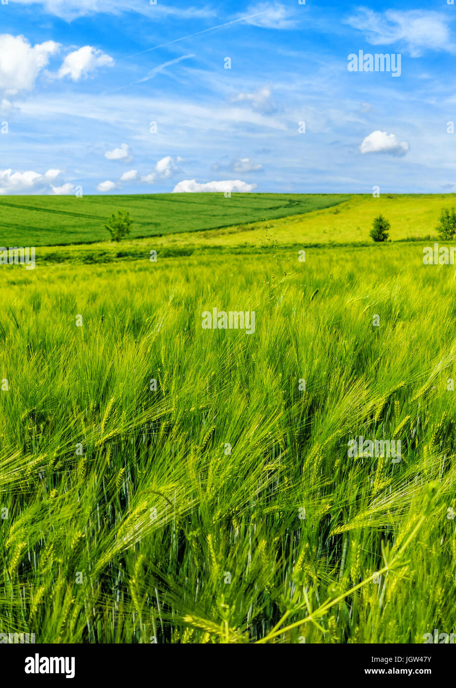 Hessian landscape. Green and golden barley field under the blue cloudy ...
