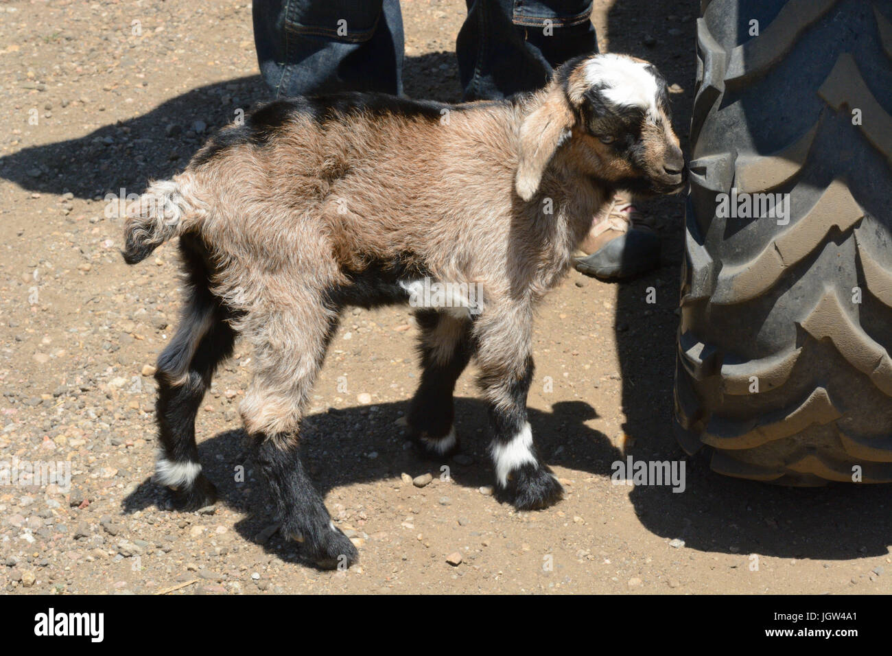 One week old newborn kiko goat kid standing next to tire of farm ATV ...