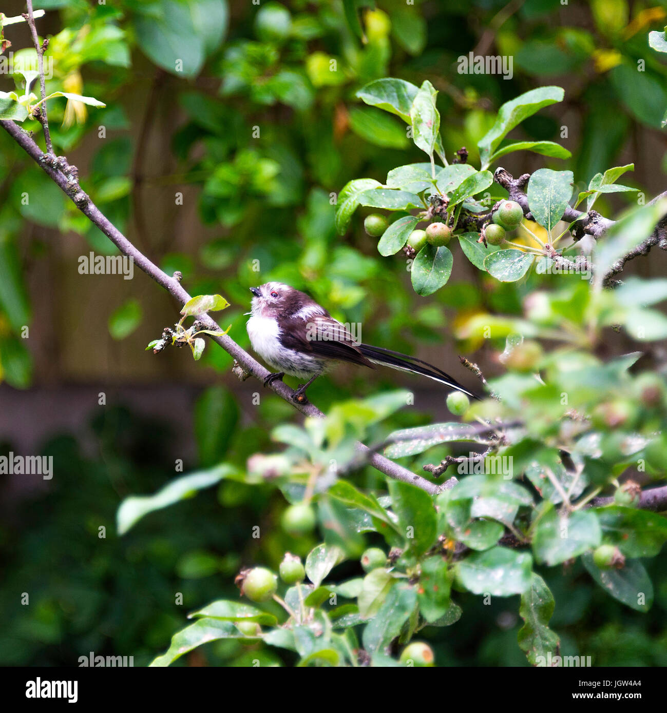 A Long-Tailed Tit Perching in a Crabapple Tree in a Garden in Alsager ...