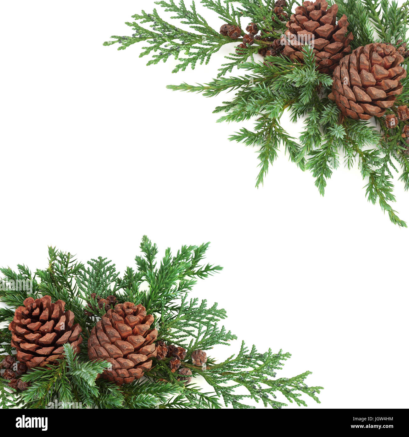 Background winter greenery border of cedar cypress and juniper leaf ...