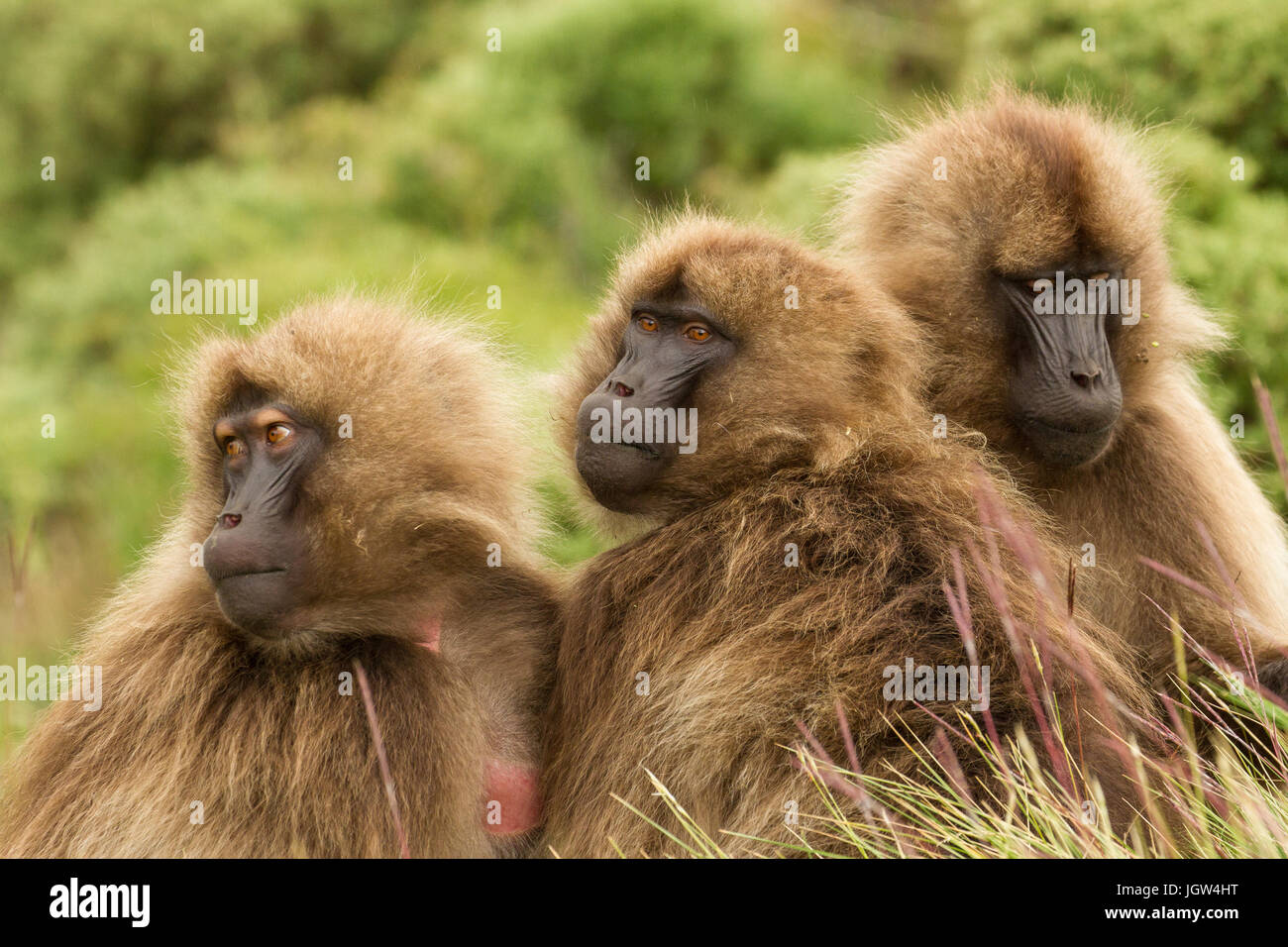 Group geladas hi-res stock photography and images - Alamy