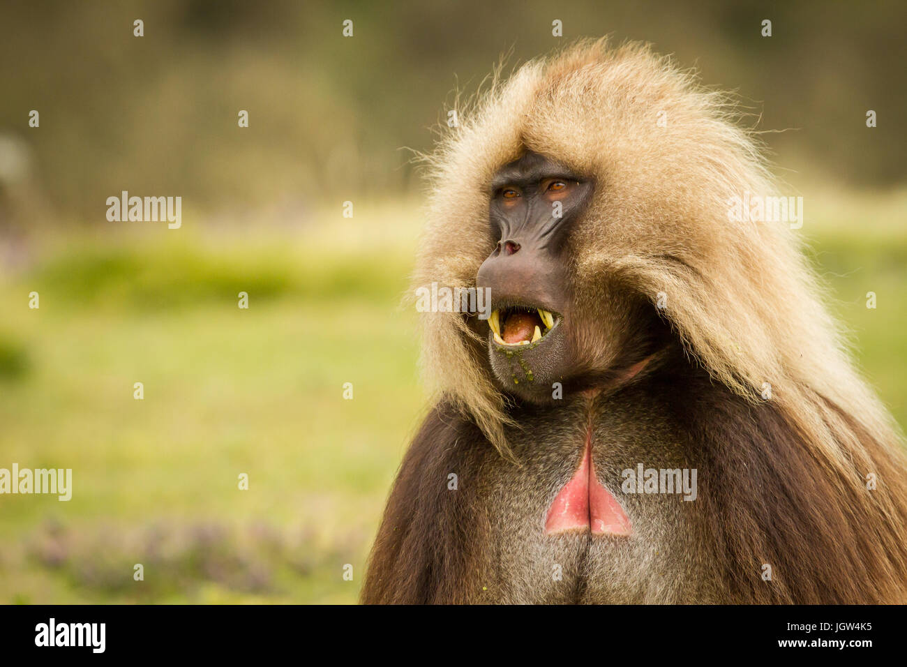 Gelada baboon close up hi-res stock photography and images - Alamy