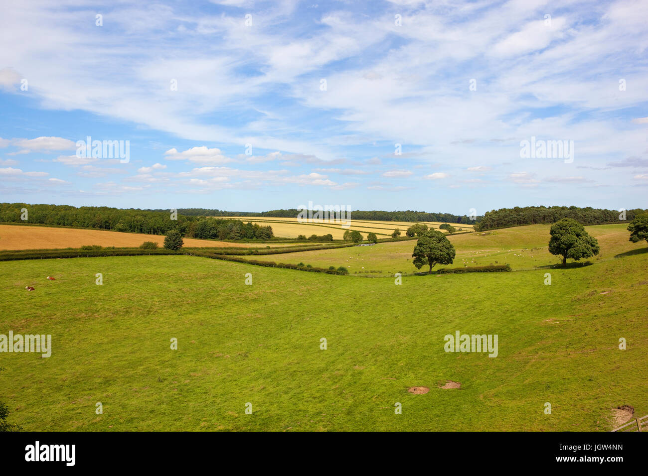 Green summer meadows hi-res stock photography and images - Alamy