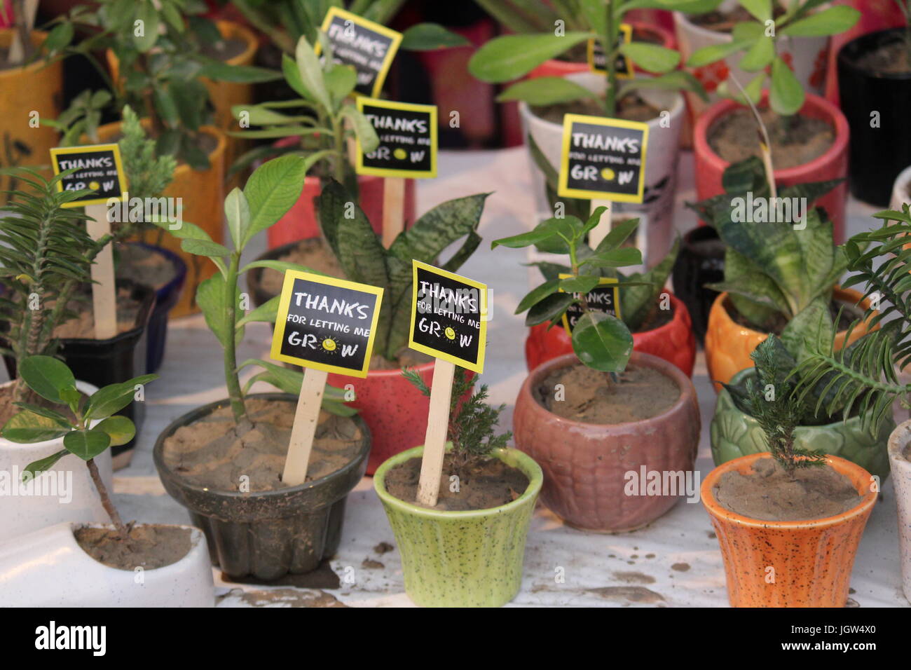 Potted plants display hi-res stock photography and images - Alamy