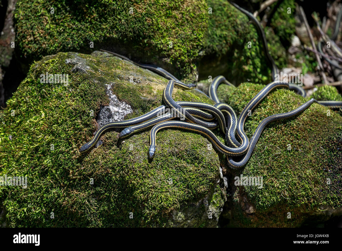Red sided garter snake hi-res stock photography and images - Alamy