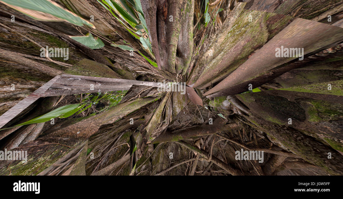 Brazilian vine hi-res stock photography and images - Alamy