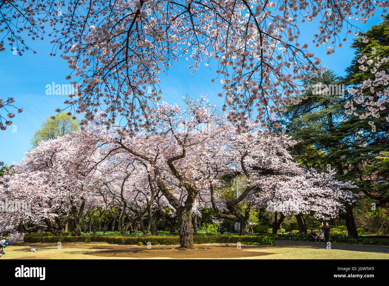 Sakura cherry blossoms in the Shinjuku Gyoen National Gardens in Tokyo ...
