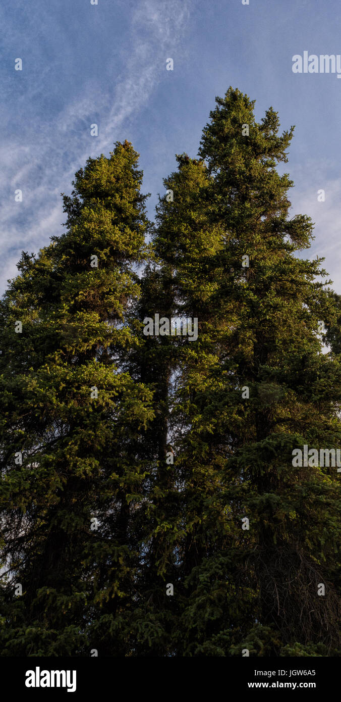 Black spruce hi-res stock photography and images - Alamy