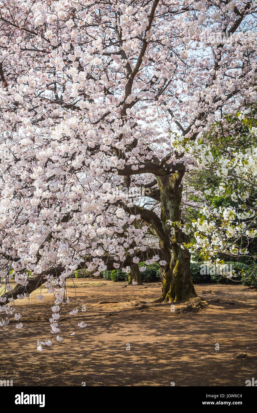 Sakura cherry blossoms in the Shinjuku Gyoen National Gardens in Tokyo ...