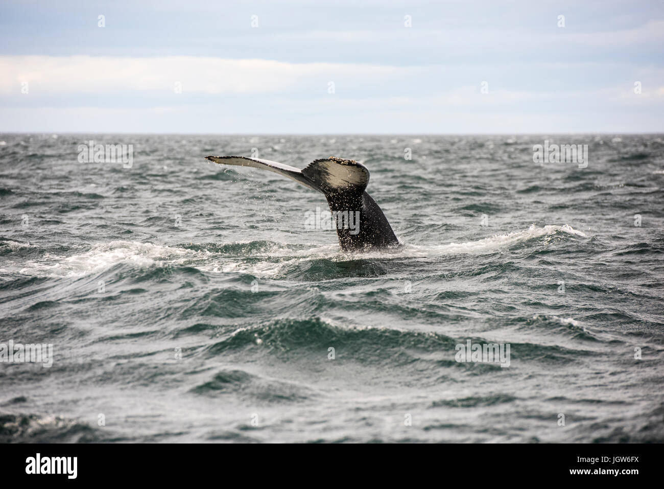 Giant Humpback Whale Tale in Iceland Stock Photo - Alamy