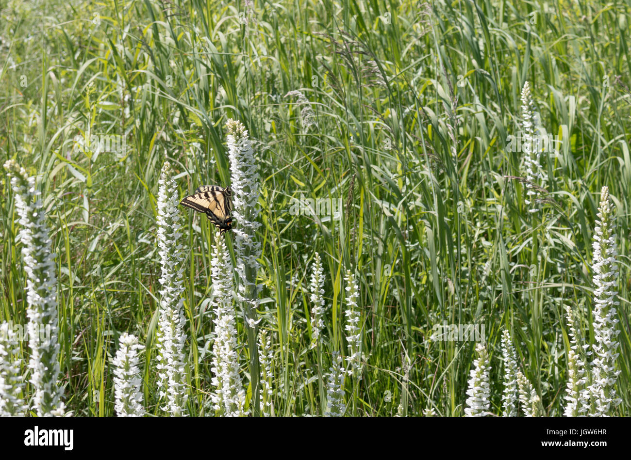 Canadian Tiger Swallowtail butterfly (Papilio canadensis) in a meadow ...